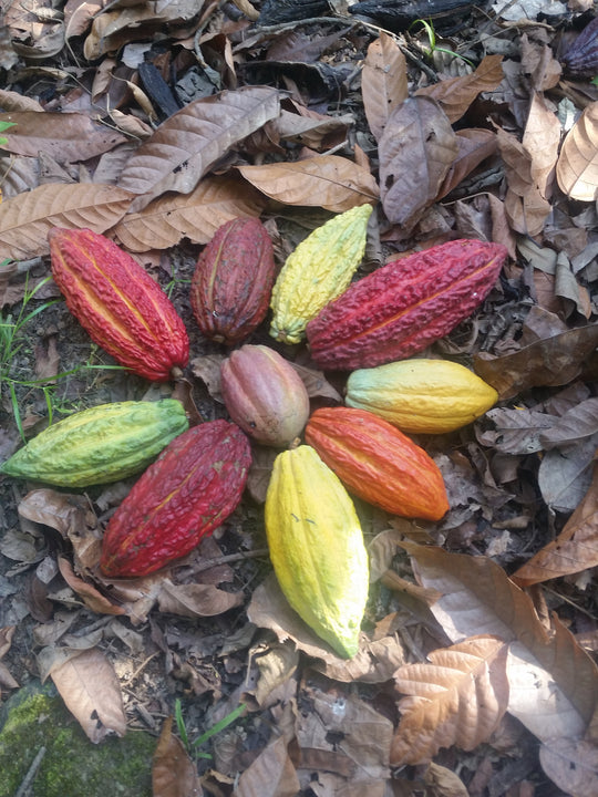 International – Tabal Chocolate & Cacao Products With Intention